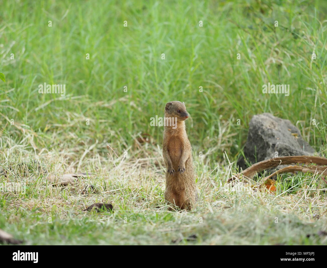 The Mongoose. Originally from Southeast Asia, Java mongoose was ...