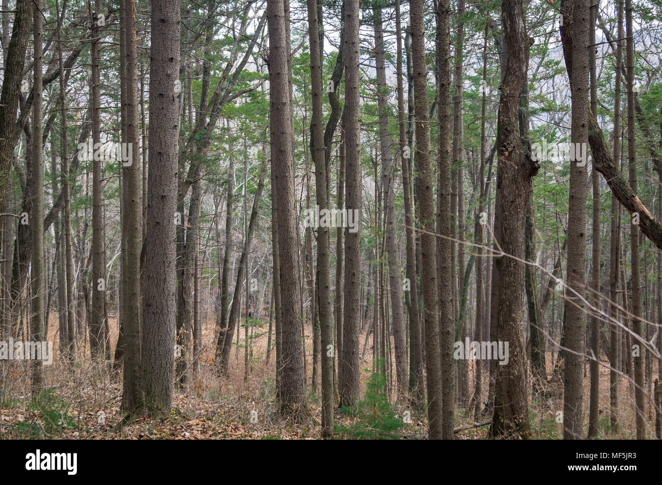 Primorsky krai forest hi-res stock photography and images - Alamy