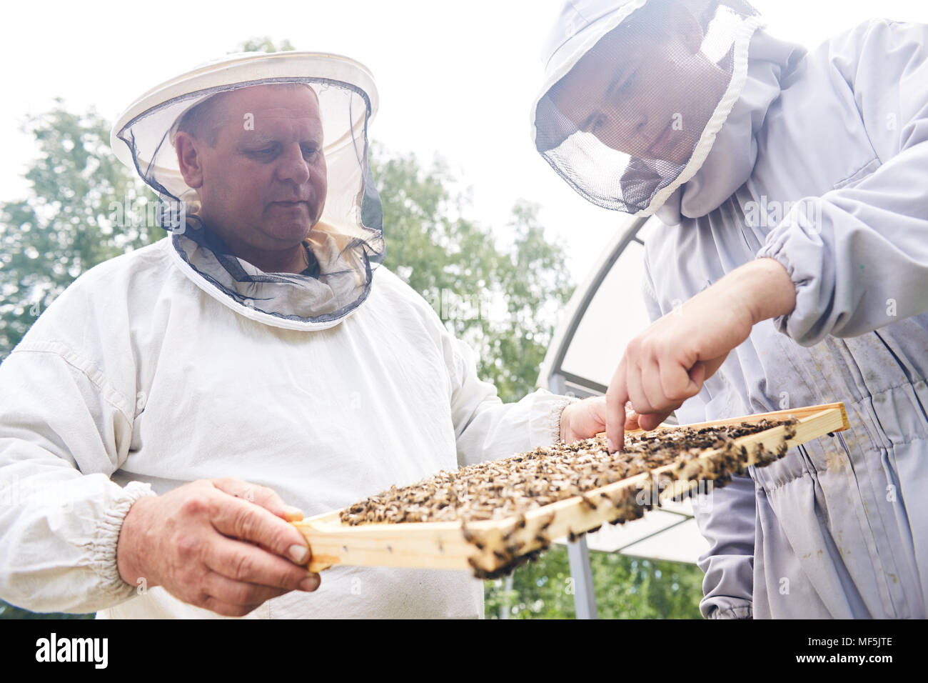 Beekeeper inspecting two hives hi-res stock photography and images - Alamy