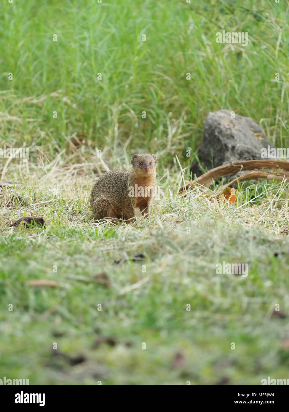 Mongoose caribbean hi-res stock photography and images - Alamy