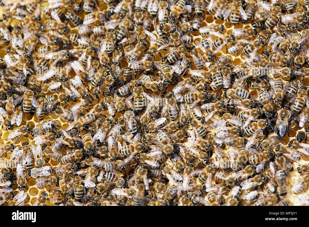 Honey Bees Background Stock Photo - Alamy