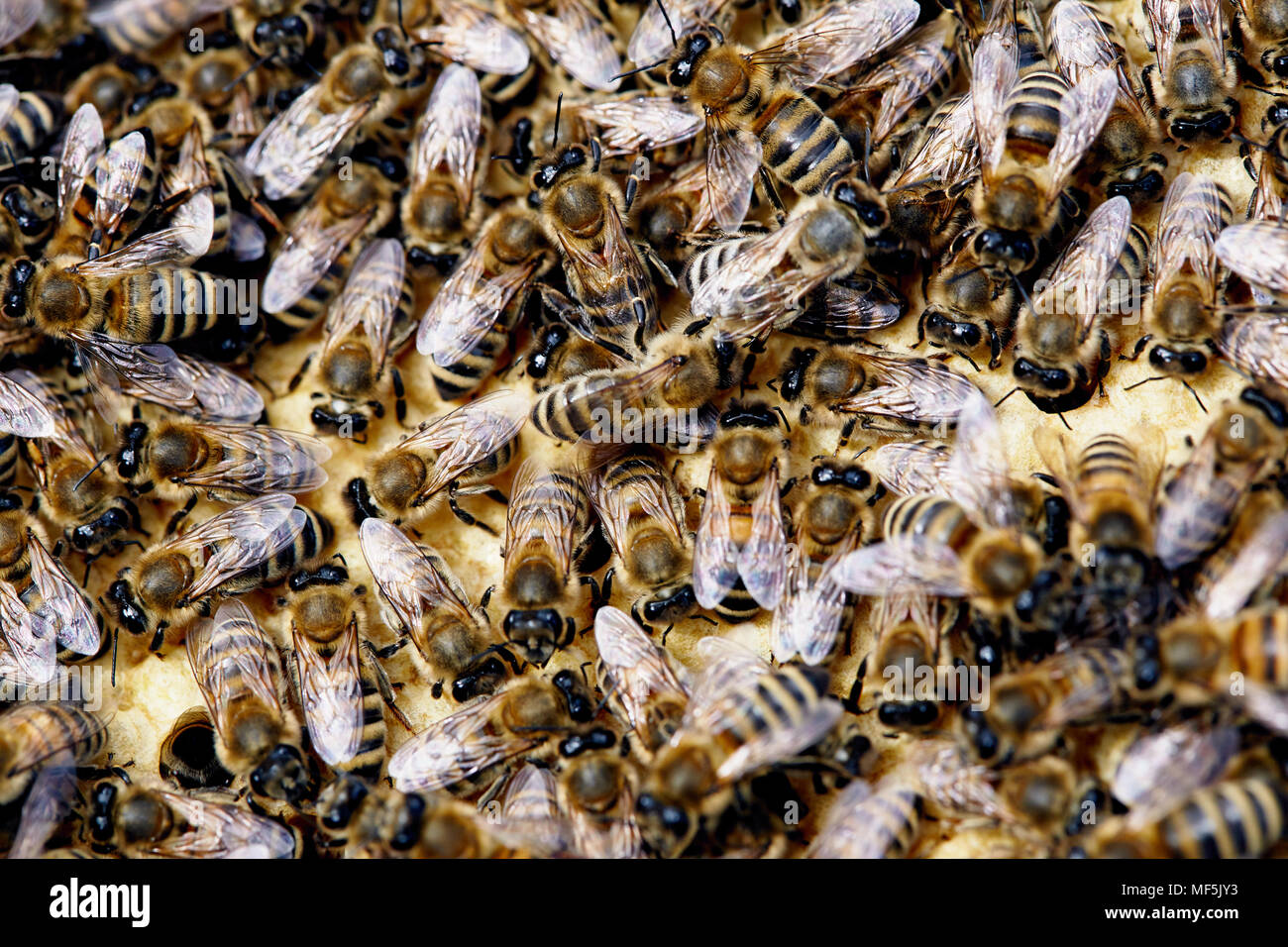 Honey Bees Closeup Stock Photo - Alamy