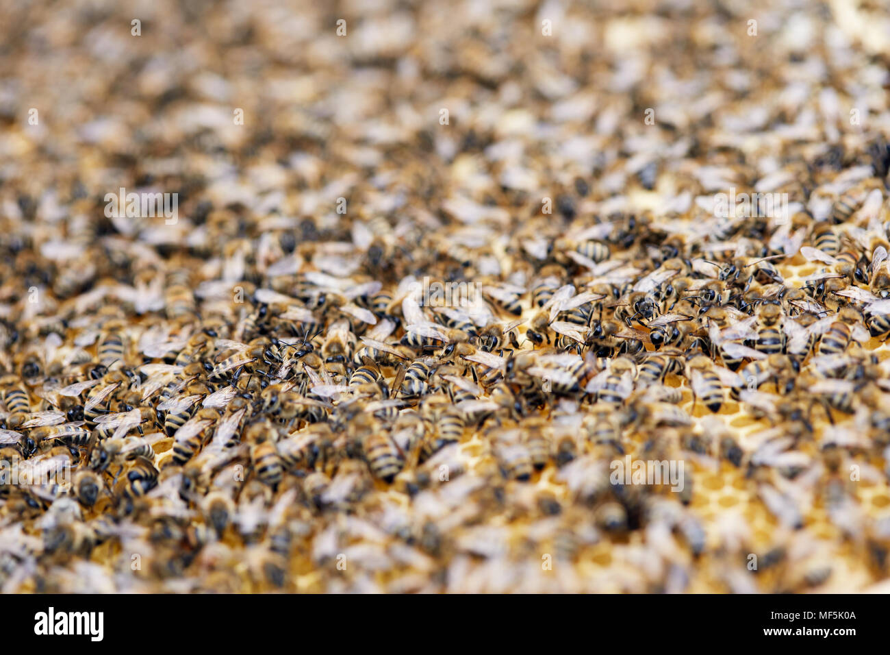 Swarm of Bees in Apiary Stock Photo - Alamy