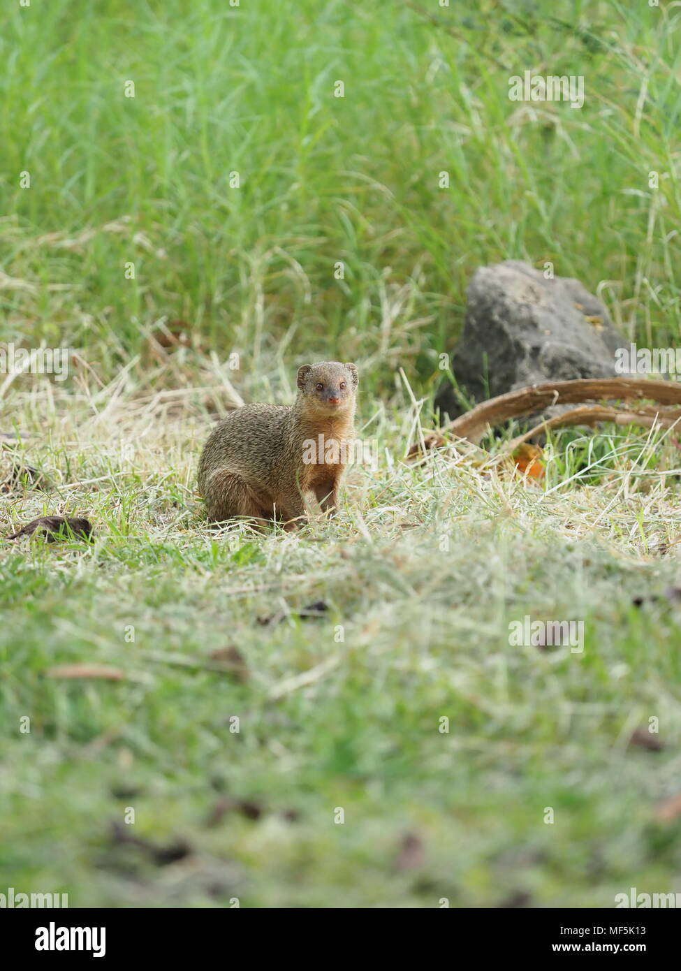 The Mongoose. Originally from Southeast Asia, Java mongoose was ...