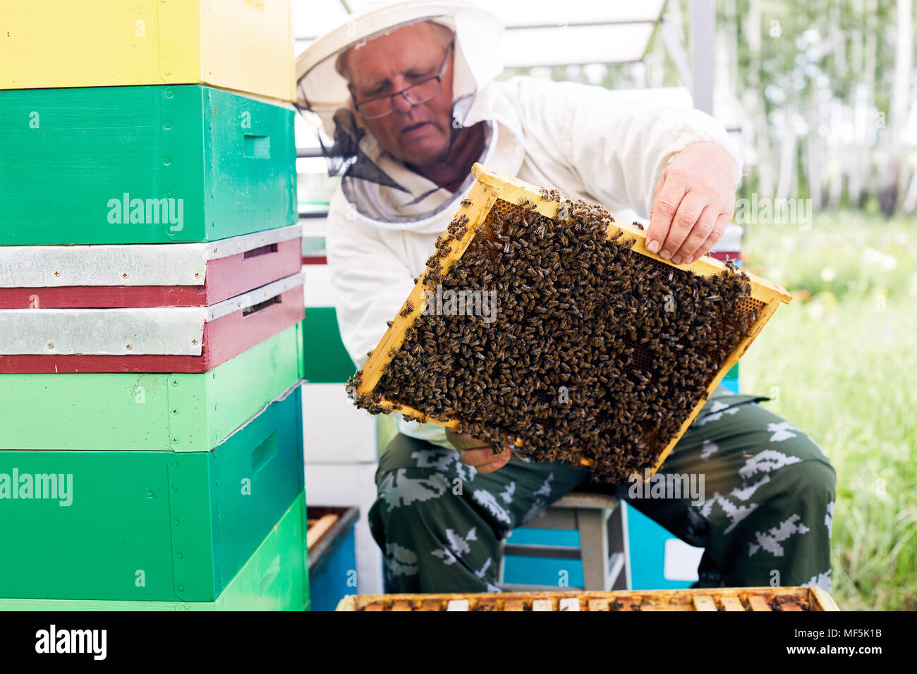 Mature beekeeper working apiary hi-res stock photography and images - Alamy