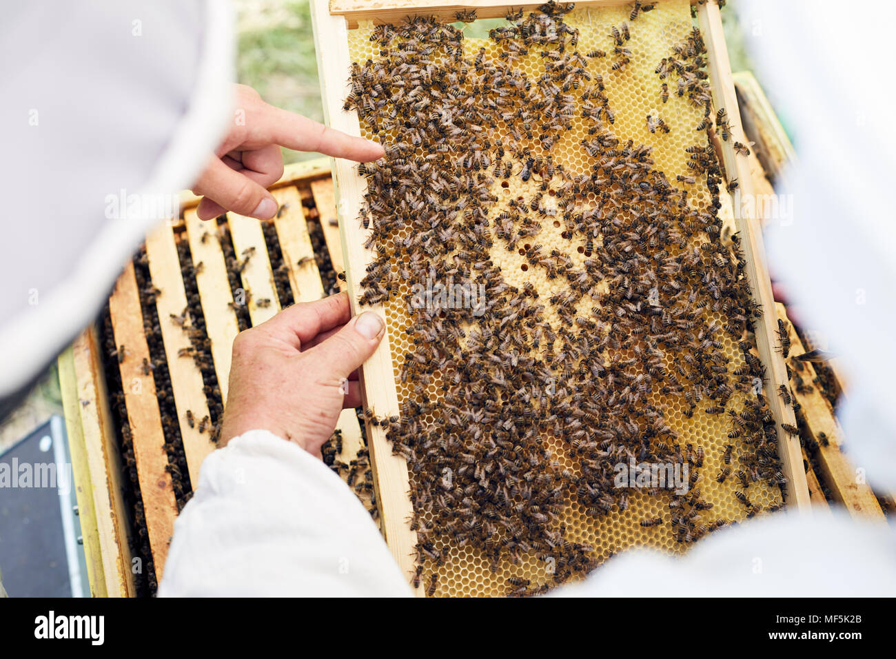 Beekeepers Examining Hive Stock Photo - Alamy