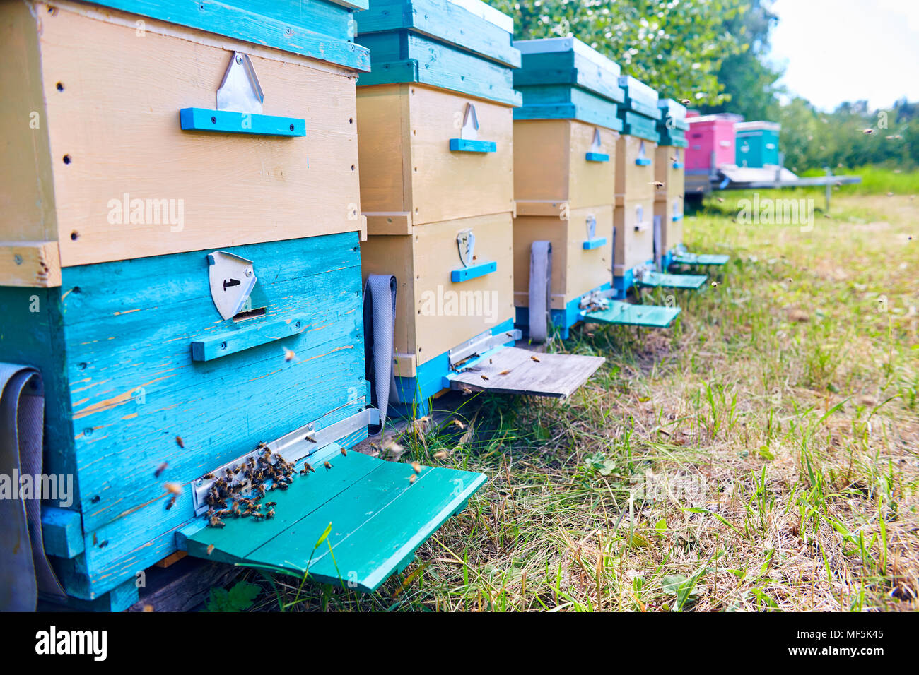 Wooden bee hive boxes hi-res stock photography and images - Alamy