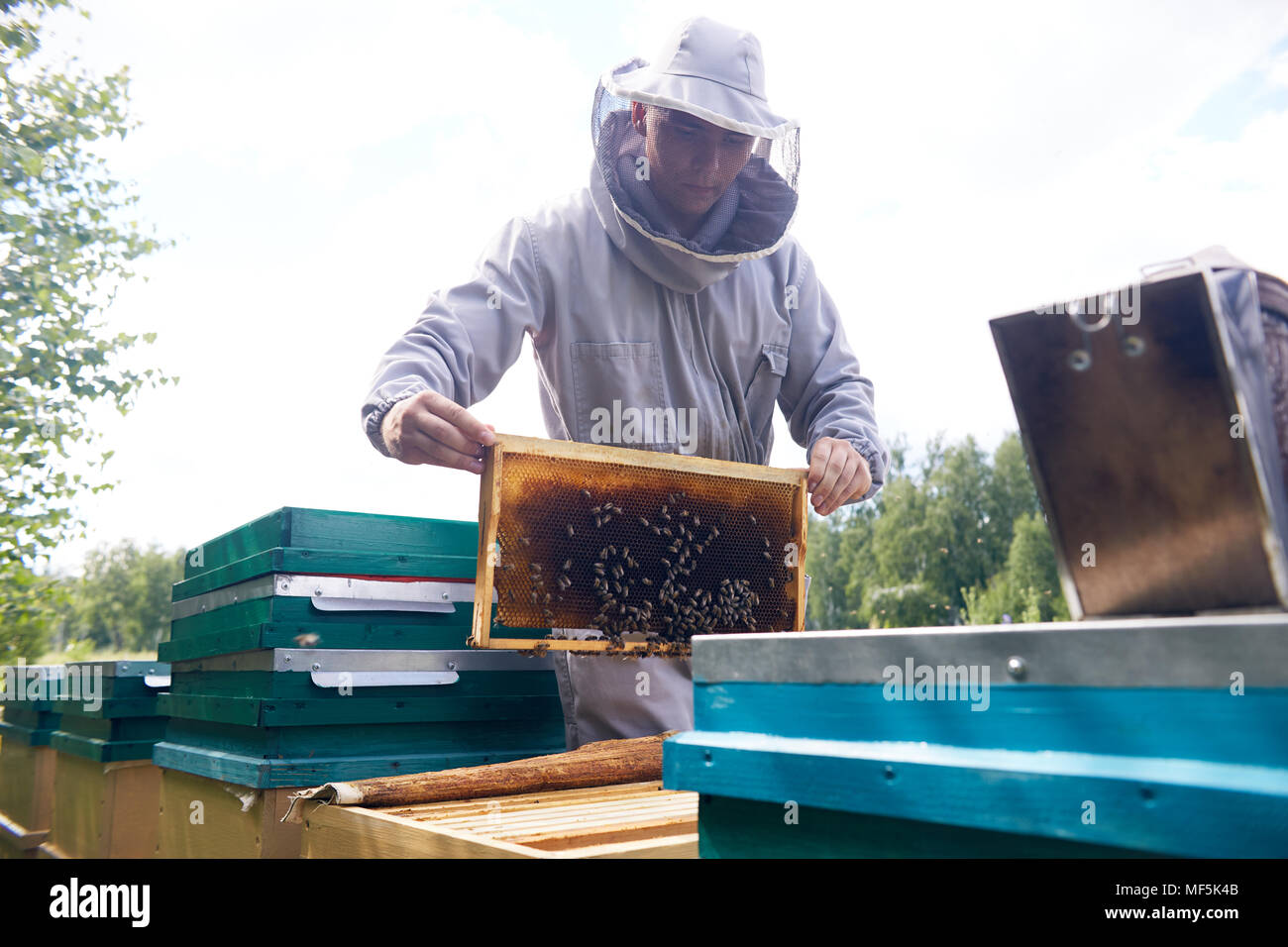 Modern beehive apiary hi-res stock photography and images - Alamy