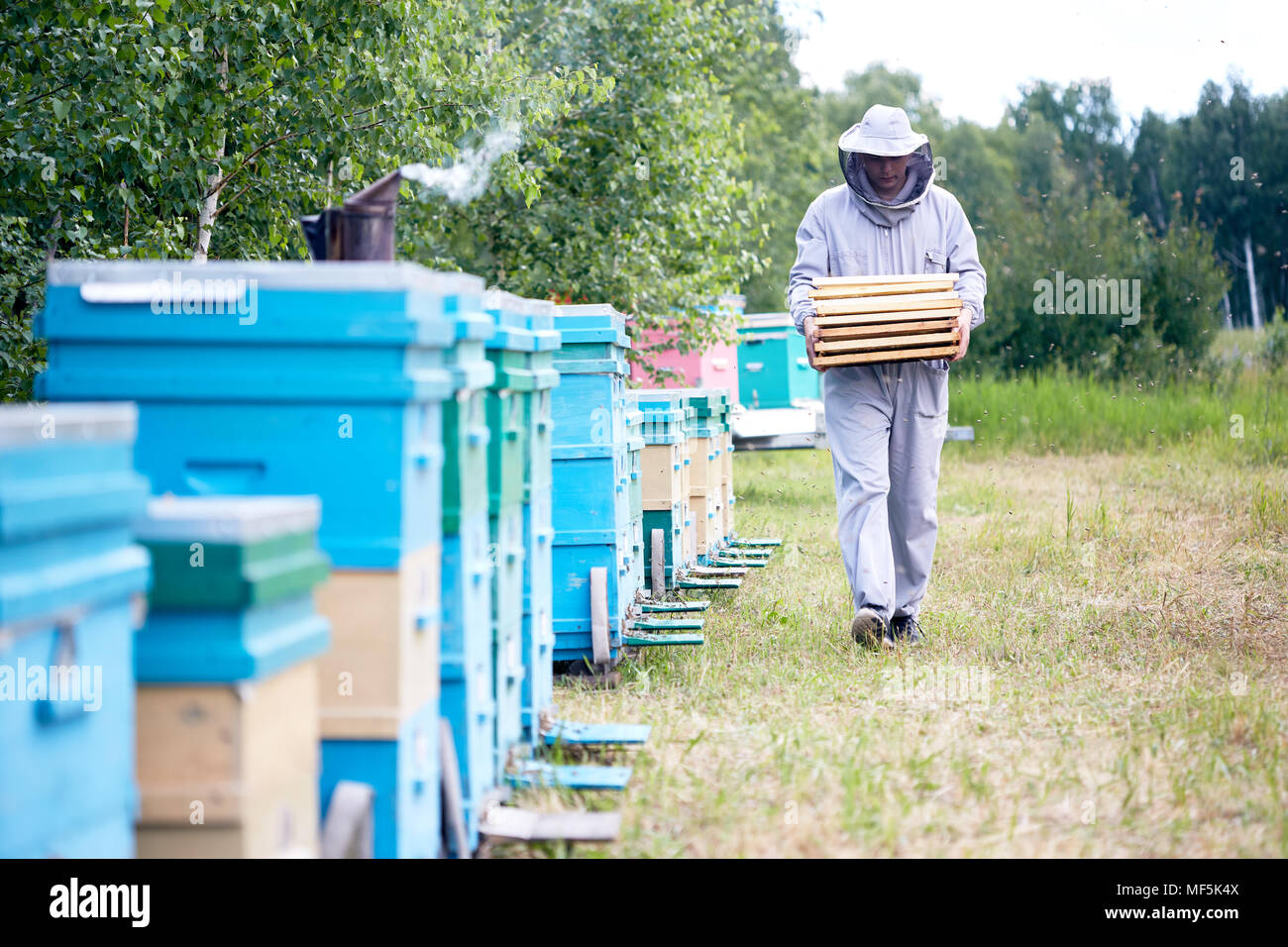 Beekeeper Working in Apiary Stock Photo - Alamy Beekeeper Working in Apiary Stock Photo - Alamy