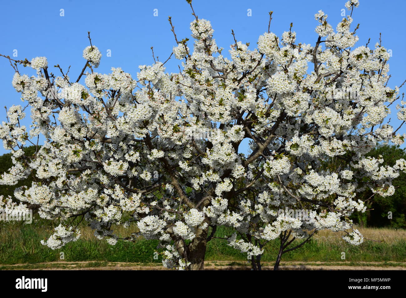 Cherry tree in bloom in April Stock Photo - Alamy