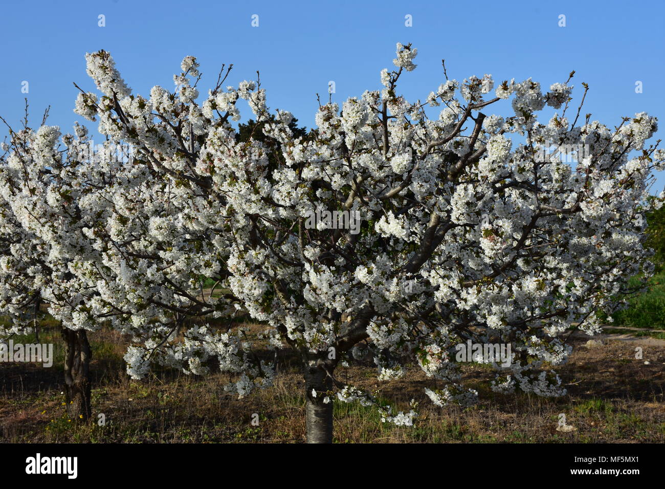 Cherry tree in bloom in April Stock Photo - Alamy