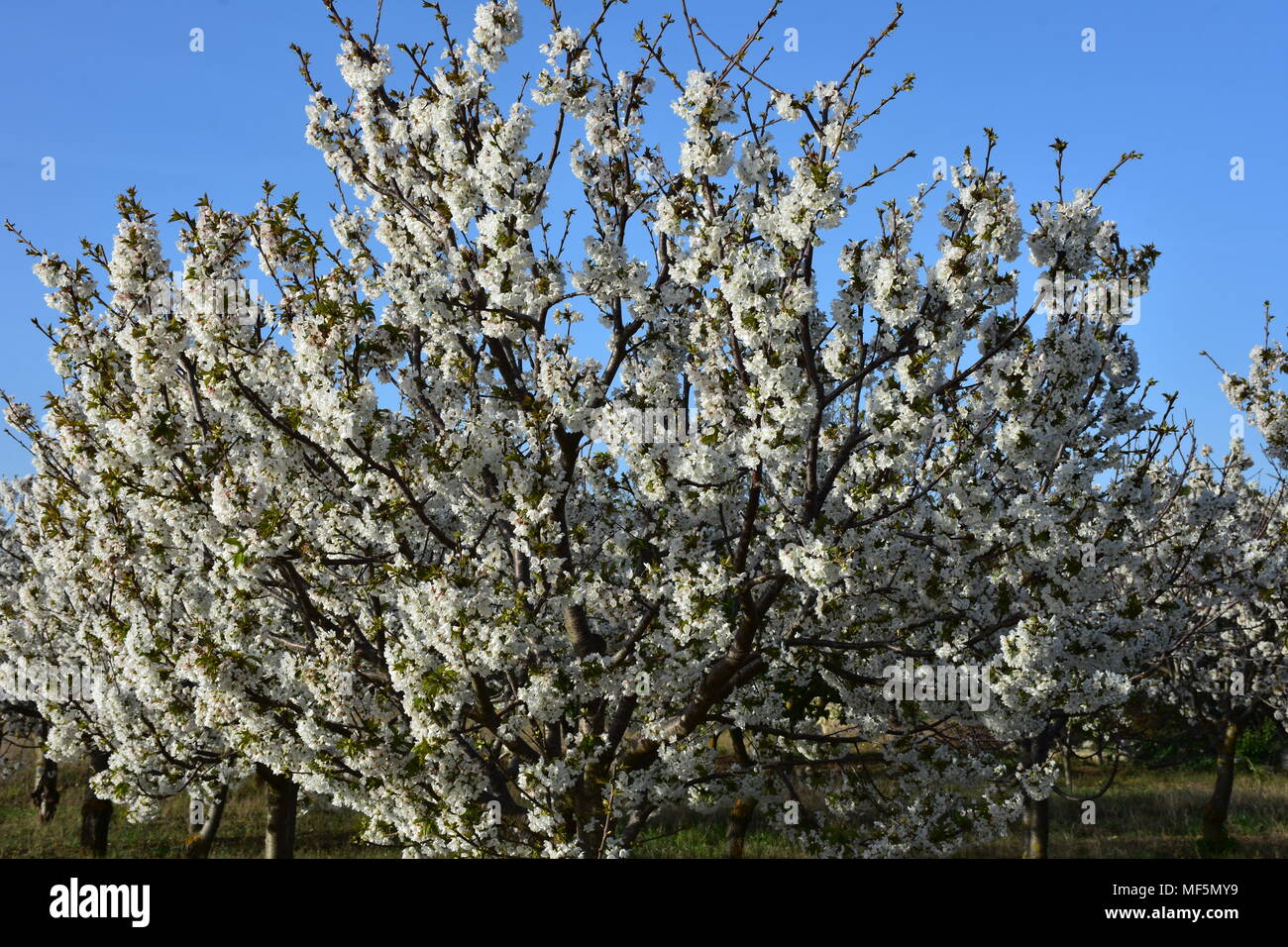 Cherry tree in bloom in April Stock Photo - Alamy