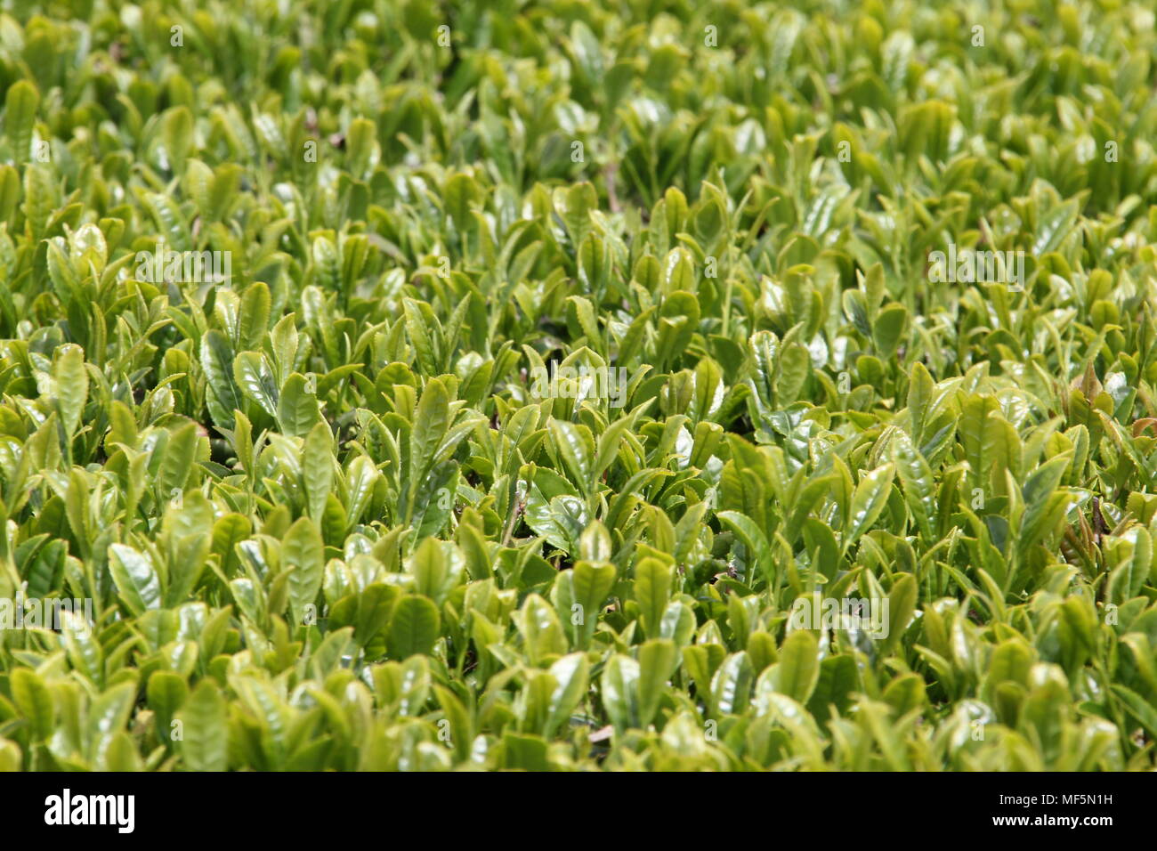 Green tea field in Jeju island , South Korea Stock Photo - Alamy