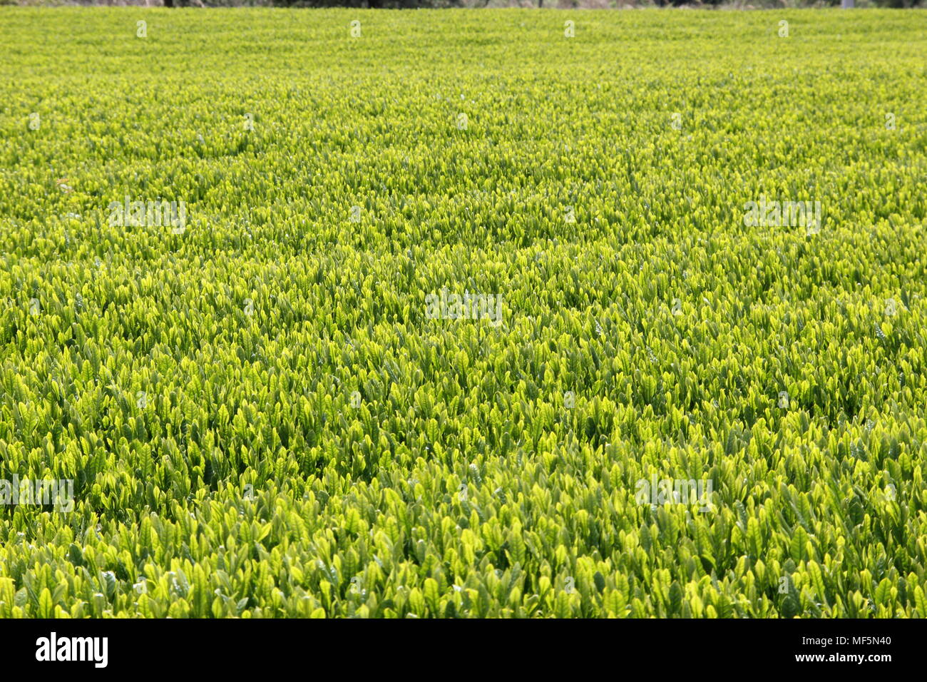 Green tea field in Jeju island , South Korea Stock Photo - Alamy