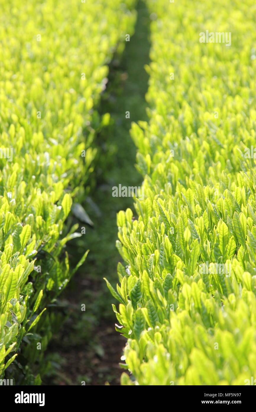 Green tea field in Jeju island , South Korea Stock Photo - Alamy