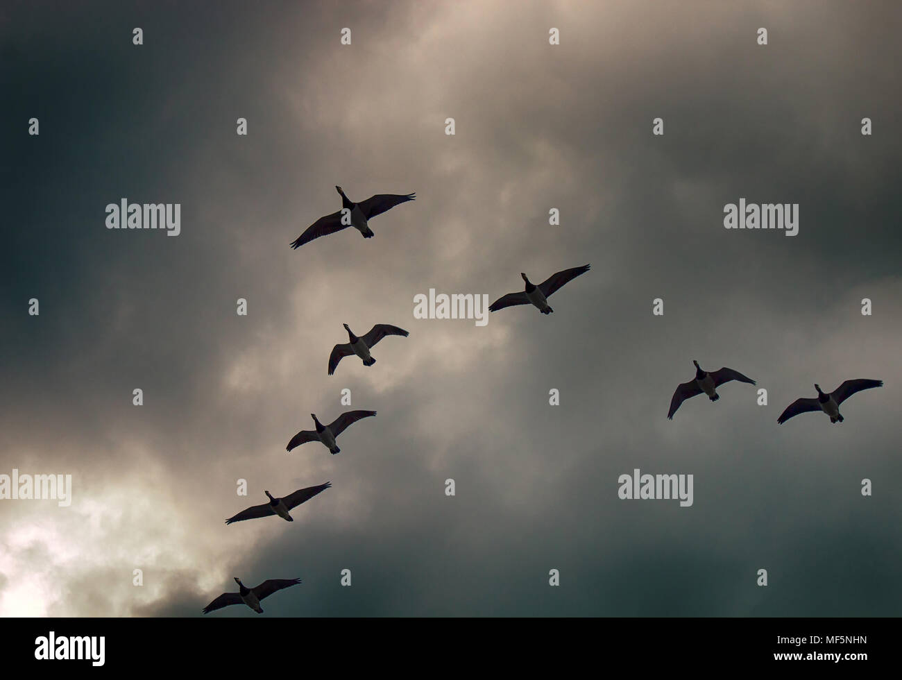 Goose wedge hi-res stock photography and images - Alamy