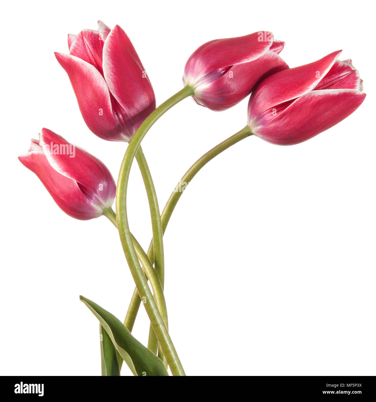 Flower spring design, isolated on white Stock Photo - Alamy