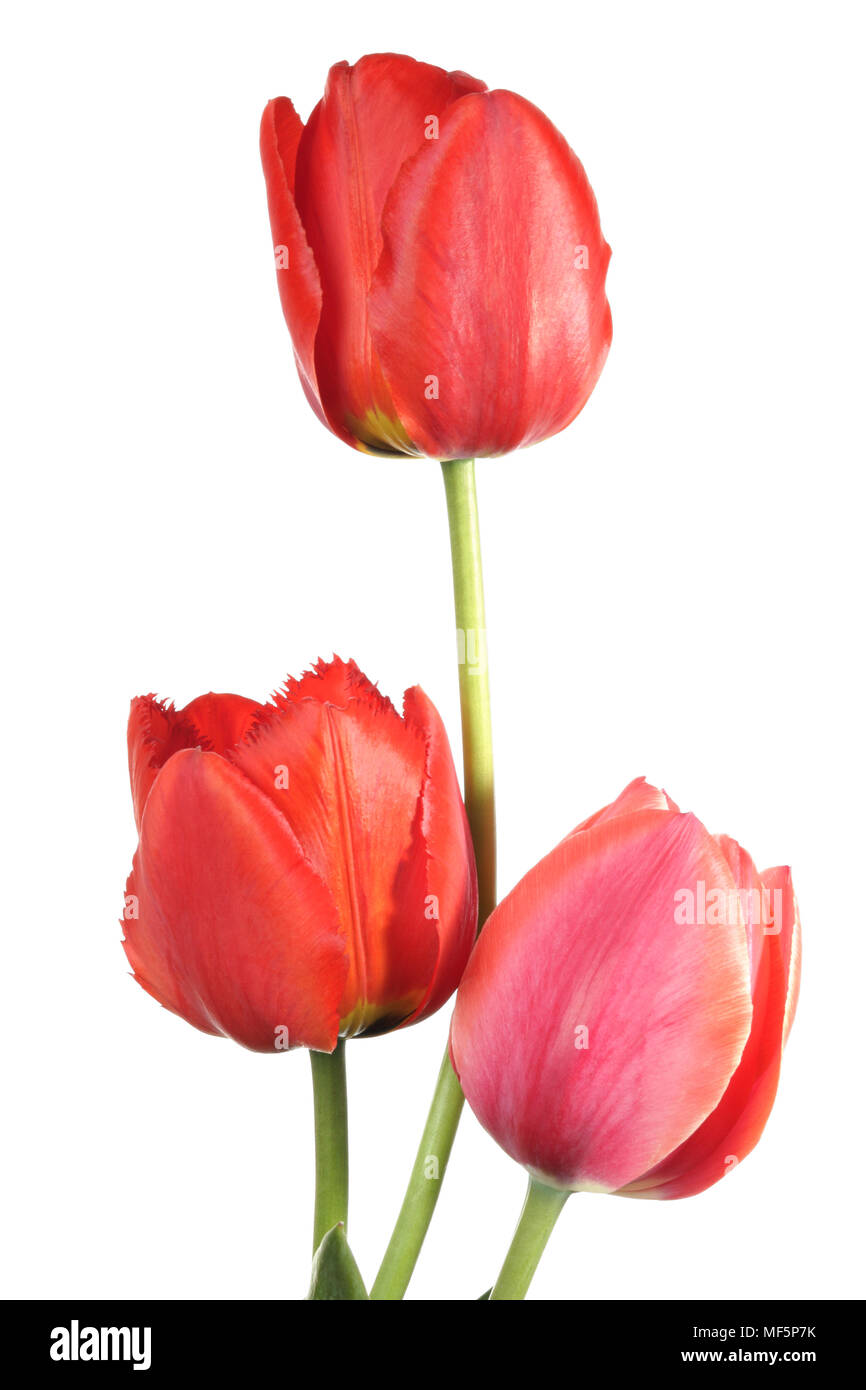 Three tulip flowers isolated on a white background Stock Photo - Alamy
