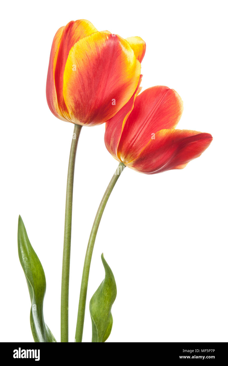 Two white tulip flowers Cut Out Stock Images & Pictures - Alamy