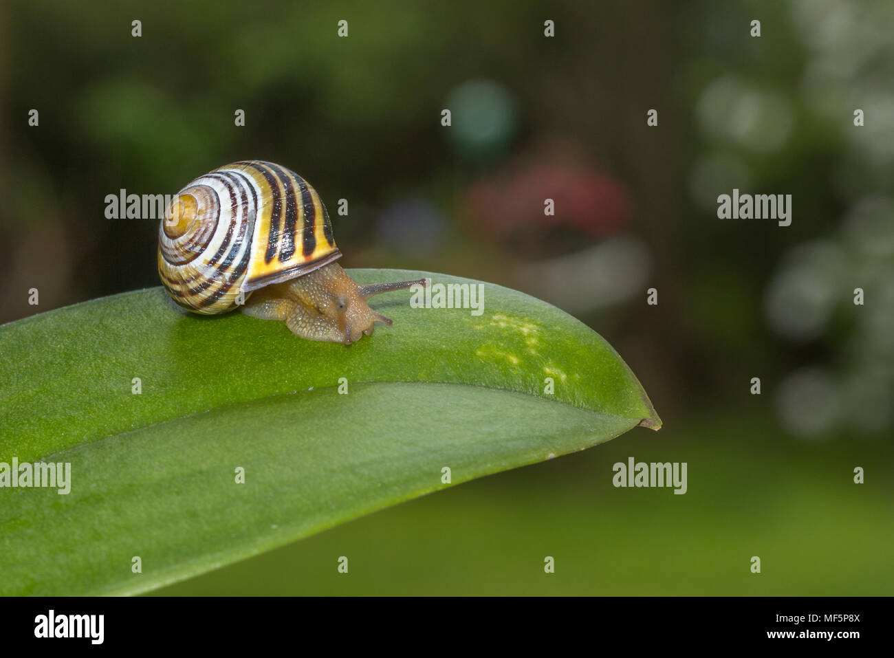 snail on a leaf isolated whit a garden background Stock Photo - Alamy