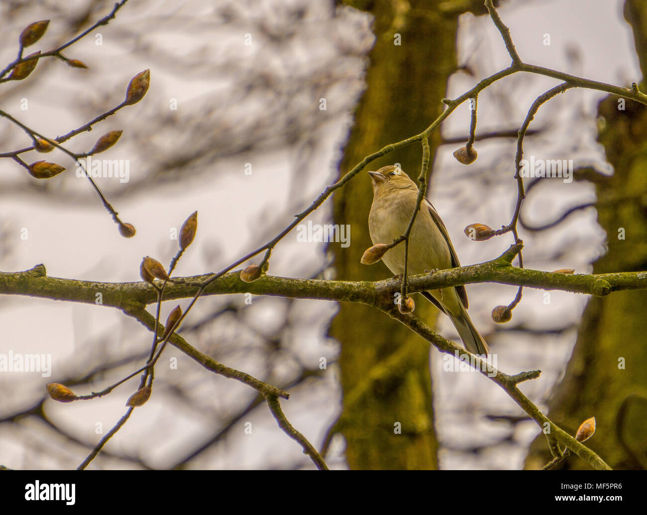 Foret bird hi-res stock photography and images - Alamy