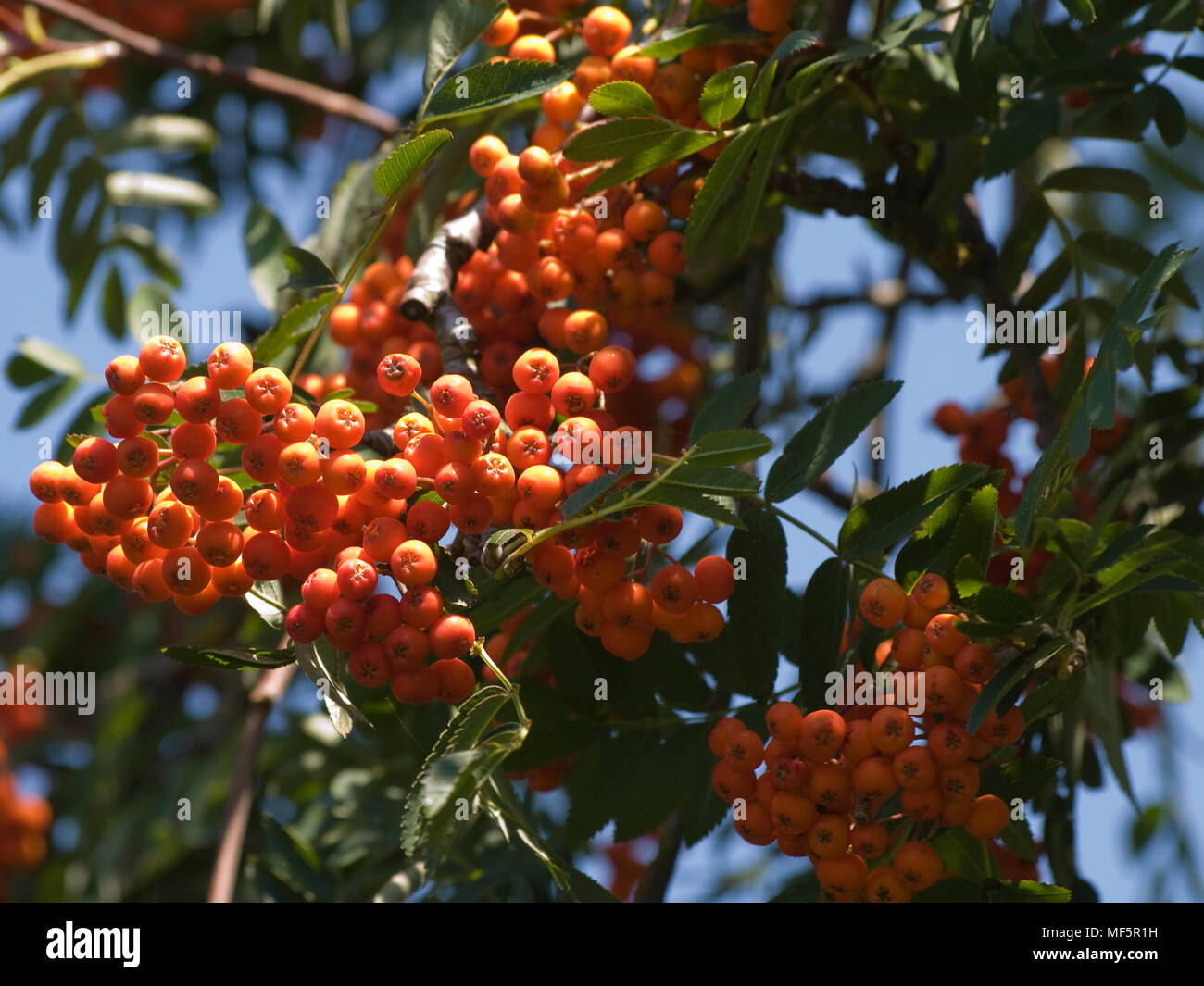 Rowan bush hi-res stock photography and images - Alamy