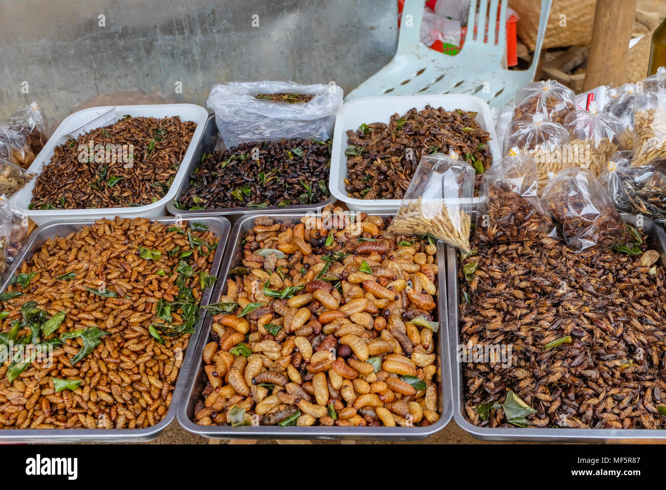 Fried larvae at roadside stalls are a popular snack for travelers in ...