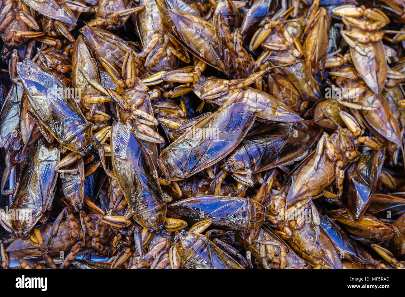 Asian eating insects hi-res stock photography and images - Alamy