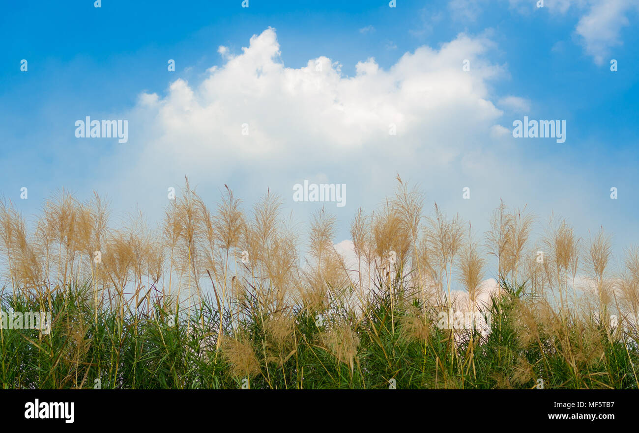 Dancing In The Wind High Resolution Stock Photography and Images - Alamy