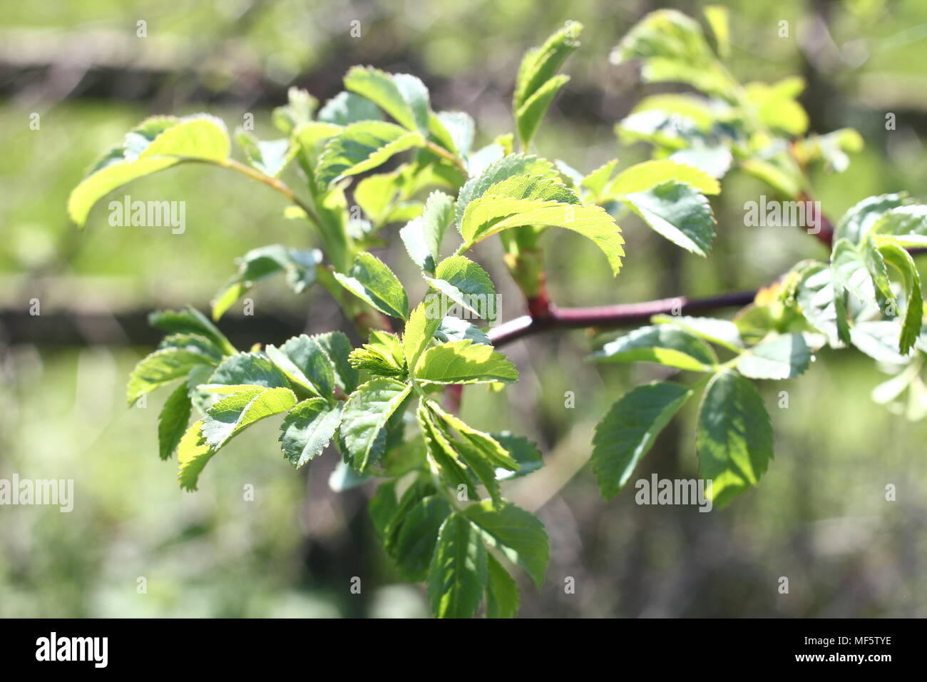 Hawthorn, close-up detail leaf and stem Stock Photo - Alamy