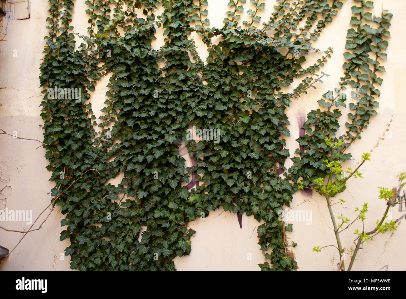 Green plant on the wall. Big ivy Stock Photo - Alamy