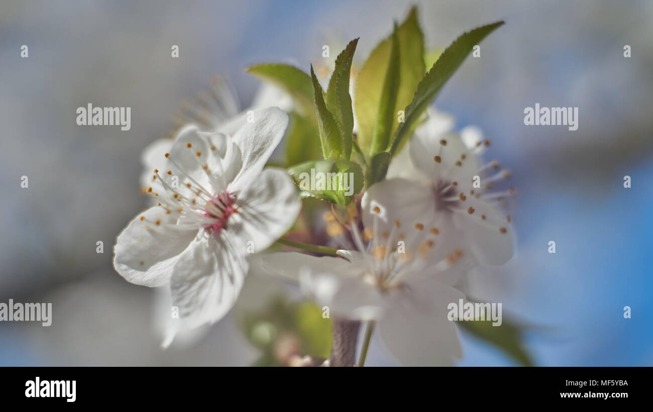 Soft focus on cherry blossom hi-res stock photography and images - Alamy