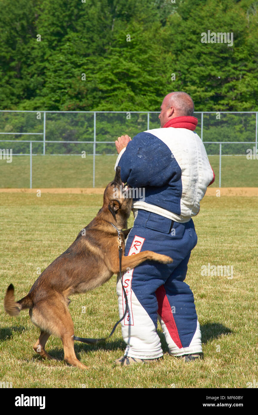 Police K9 Instruction and Workshop. Training of dogs and officers Stock ...