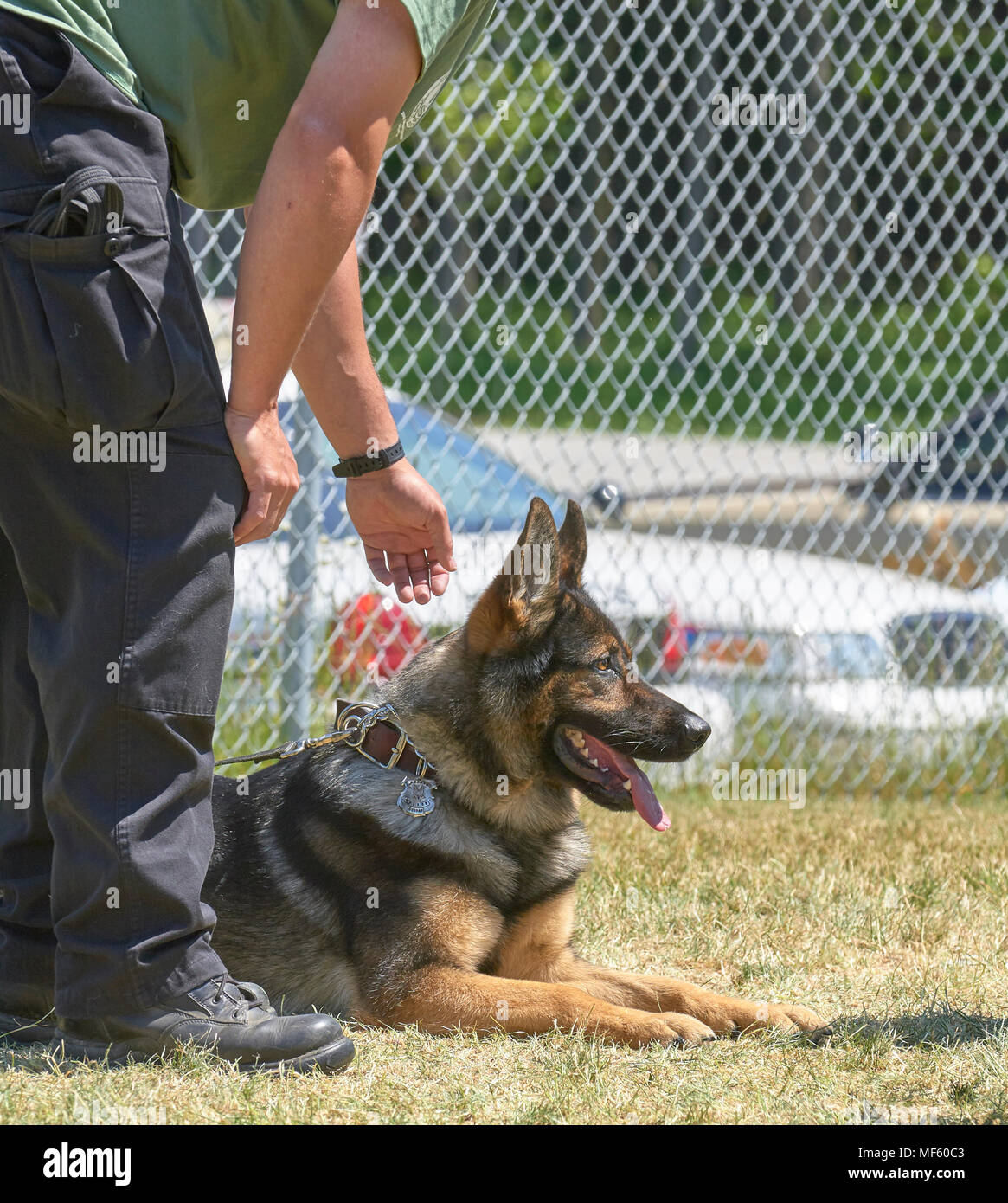 Police K9 Instruction and Workshop. Training of dogs and officers Stock ...