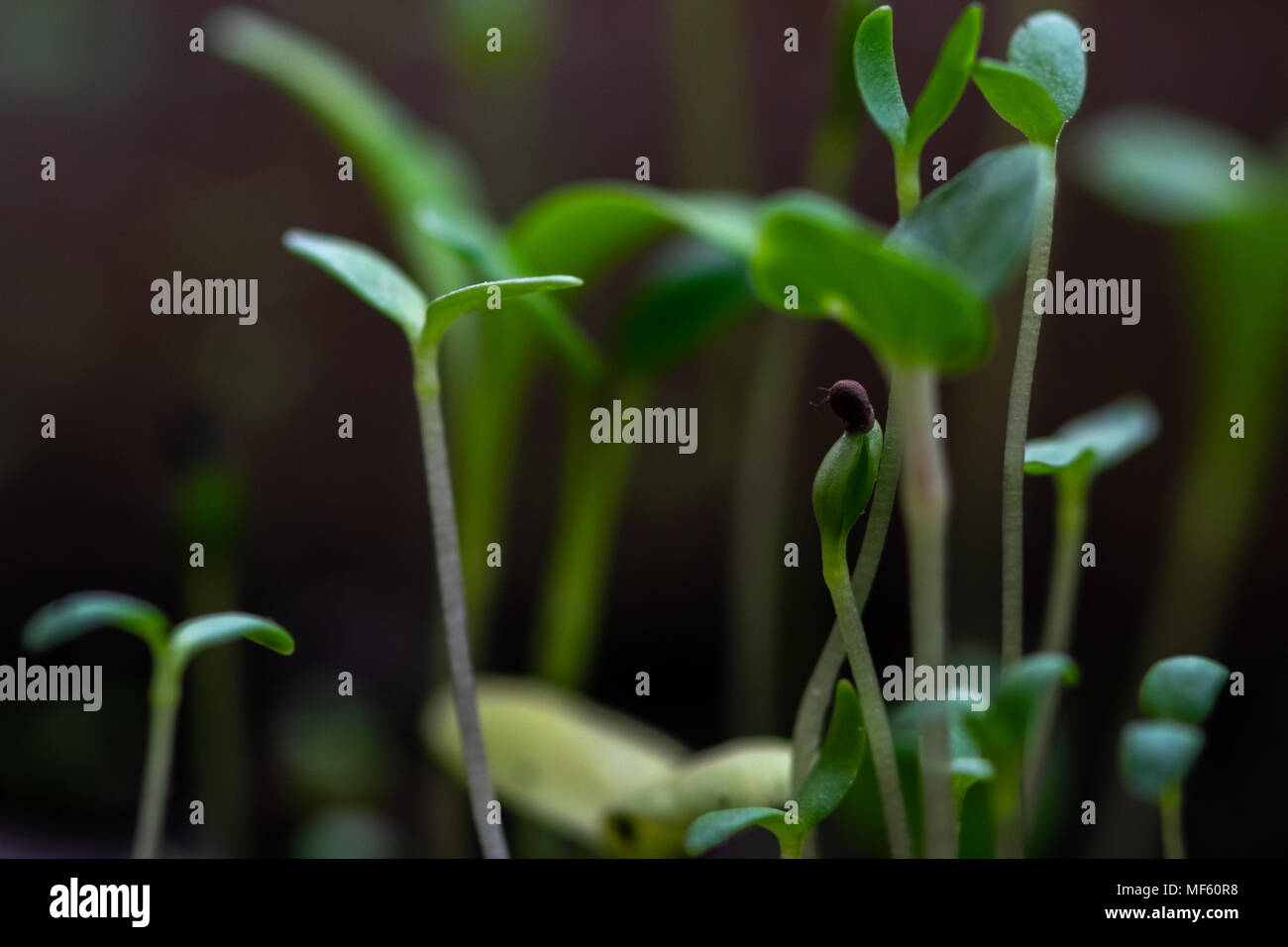 Close up of wildflower plant shoots firth growth from seed Stock Photo ...