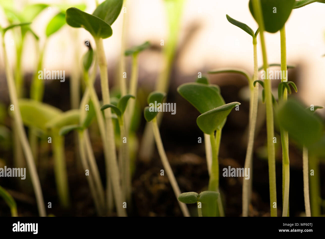 Close up of wildflower plant shoots firth growth from seed Stock Photo ...