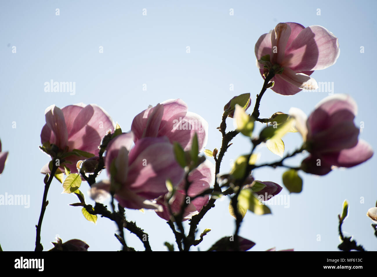 spring time has started Stock Photo - Alamy