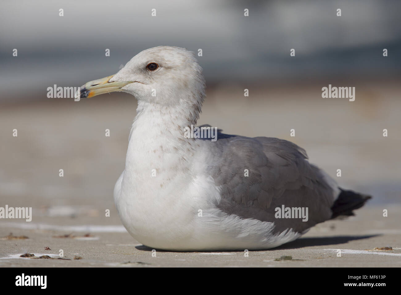 Birds of mexico hi-res stock photography and images - Alamy