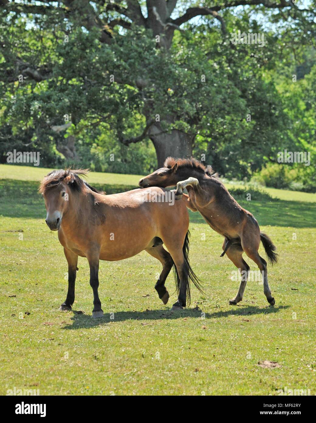 exmoor colt and mother Stock Photo - Alamy