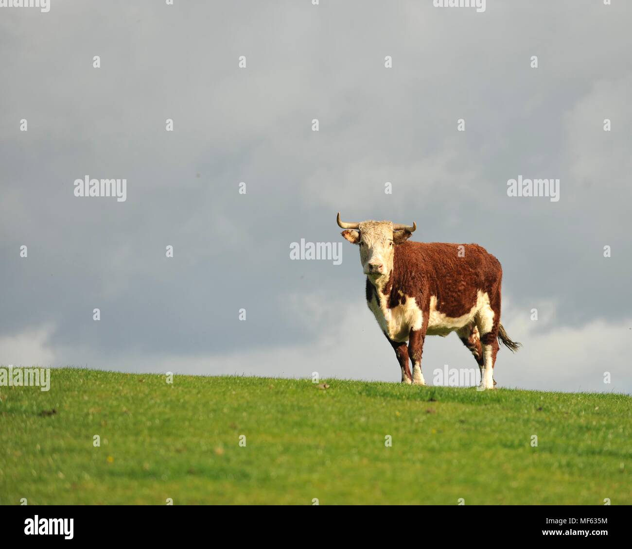 Bovine bull hi-res stock photography and images - Alamy