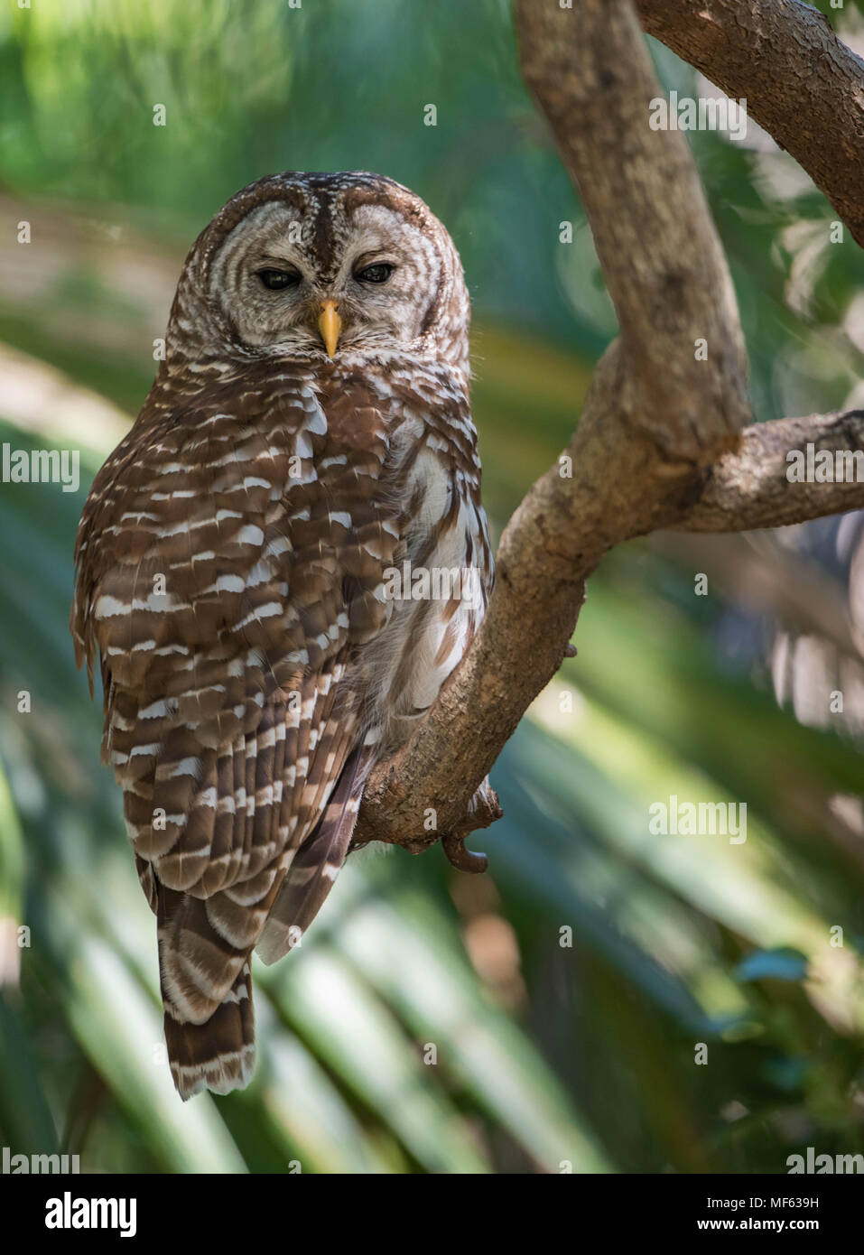 Barred owl acadia national park hi-res stock photography and images - Alamy