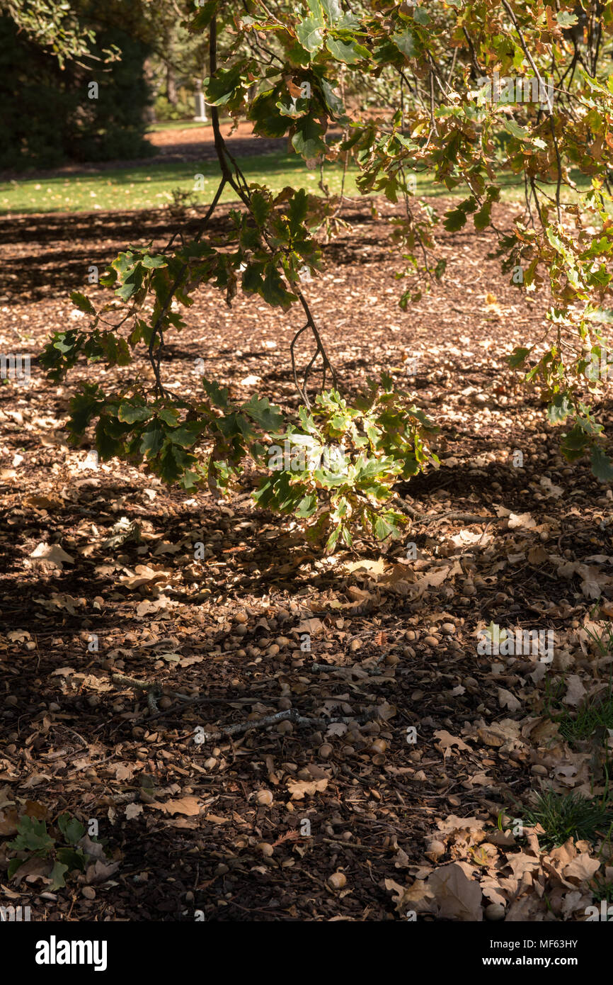 Fallen acorns hi-res stock photography and images - Alamy