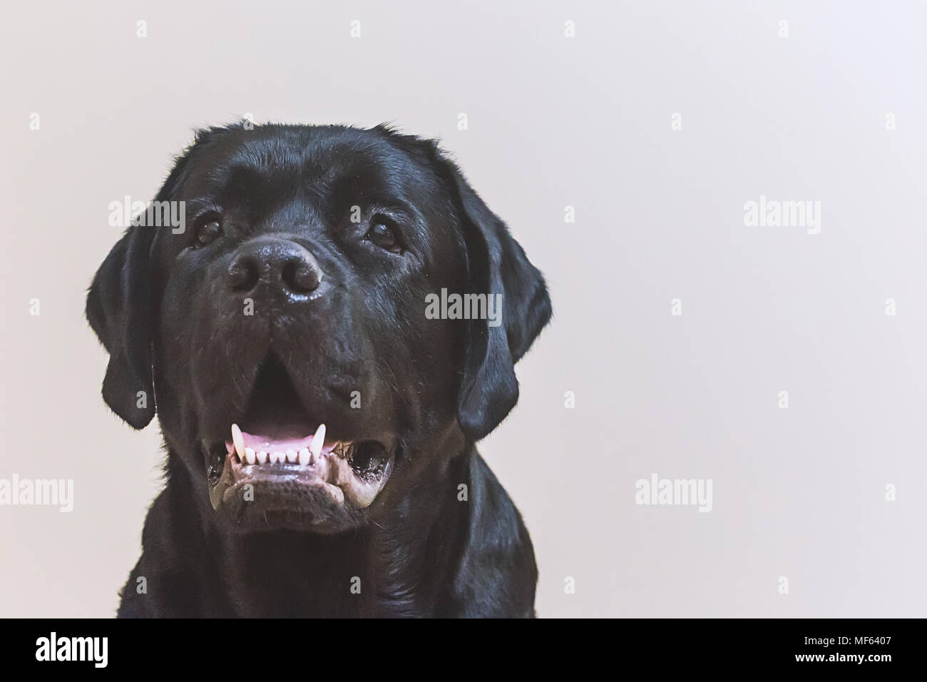 Portrait of young black labrador retriever dog. Studio shot Stock Photo ...