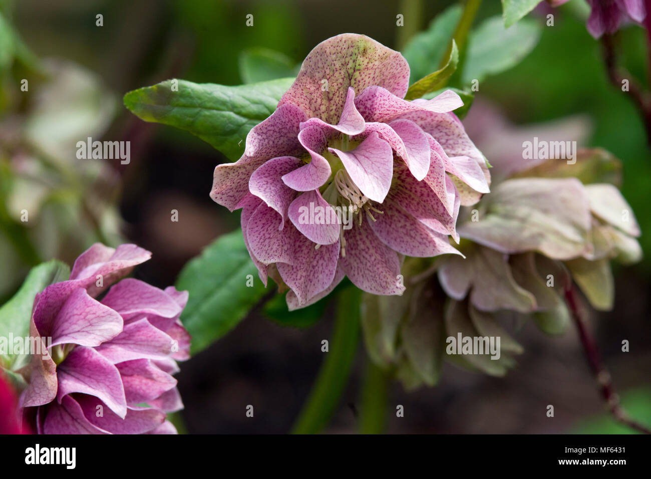 Double colors hi-res stock photography and images - Alamy