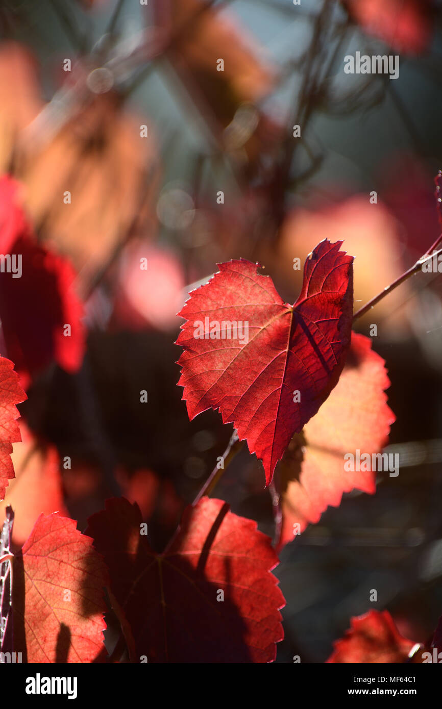 Striking Colour of Autumn leaves during sunset Stock Photo - Alamy