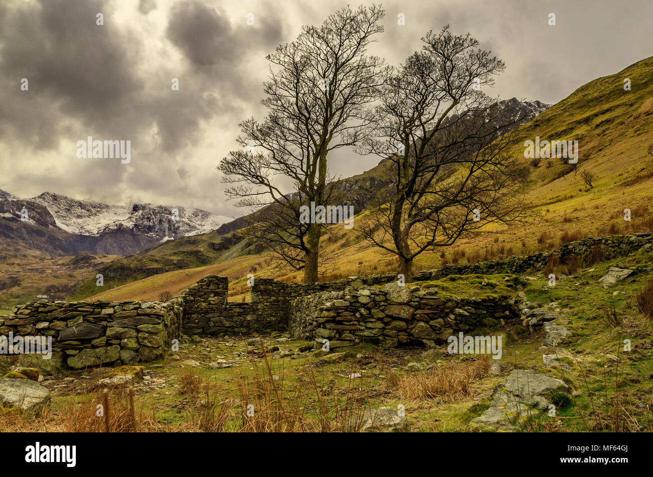 Ruins, An old ruined derelict building with a couple of trees within ...