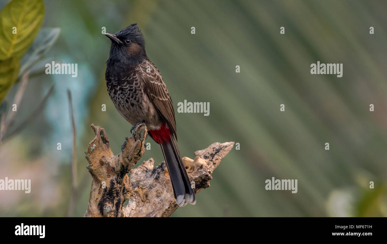 A Red Vented Bulbul (Pycnonotus cafer) sitting on a branch of a tree ...