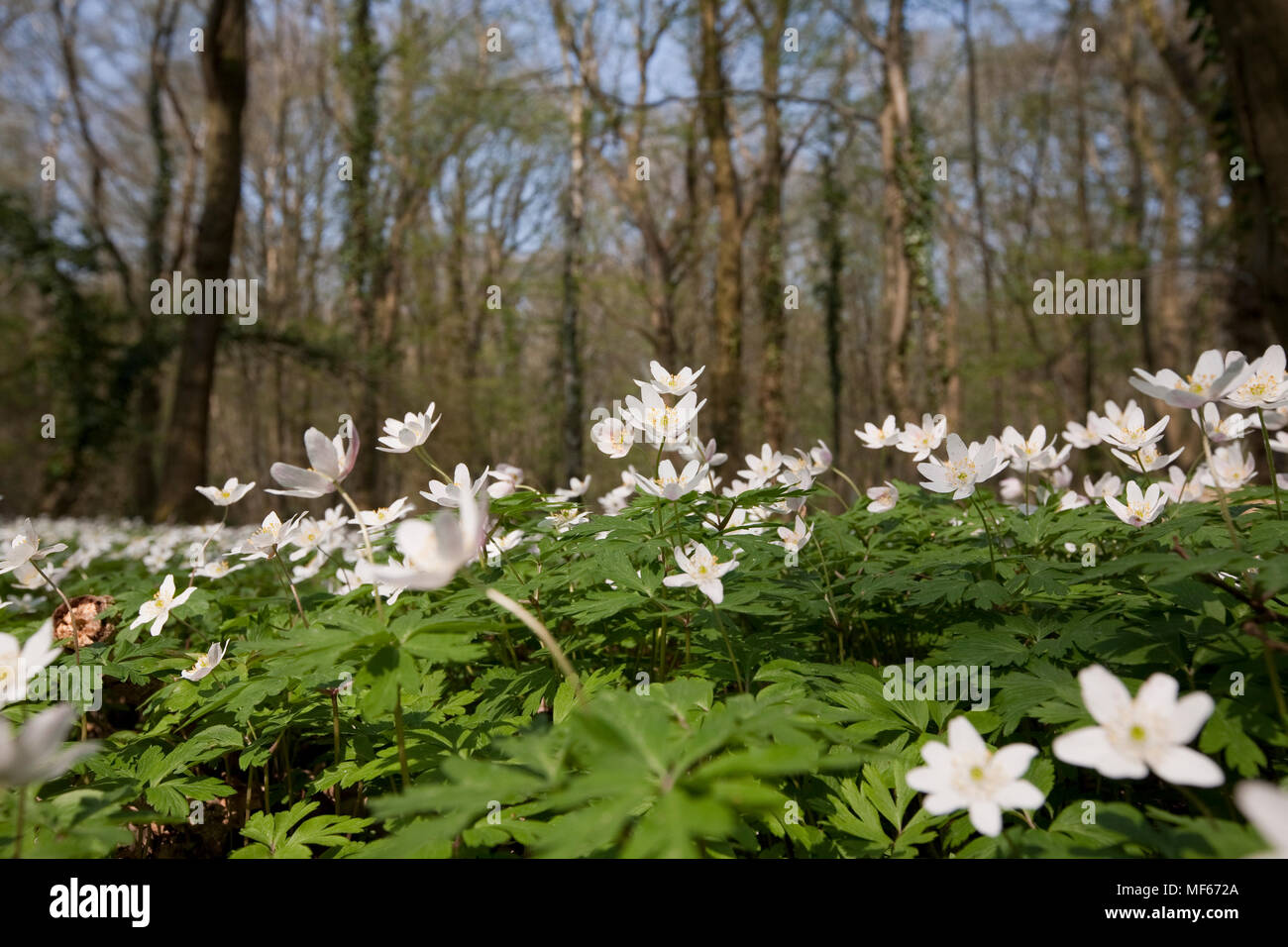 Dwarf anemone hi-res stock photography and images - Alamy