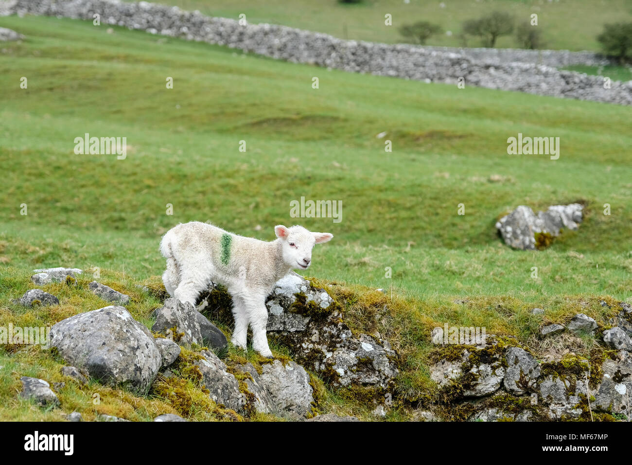 Farmed lamb hi-res stock photography and images - Alamy