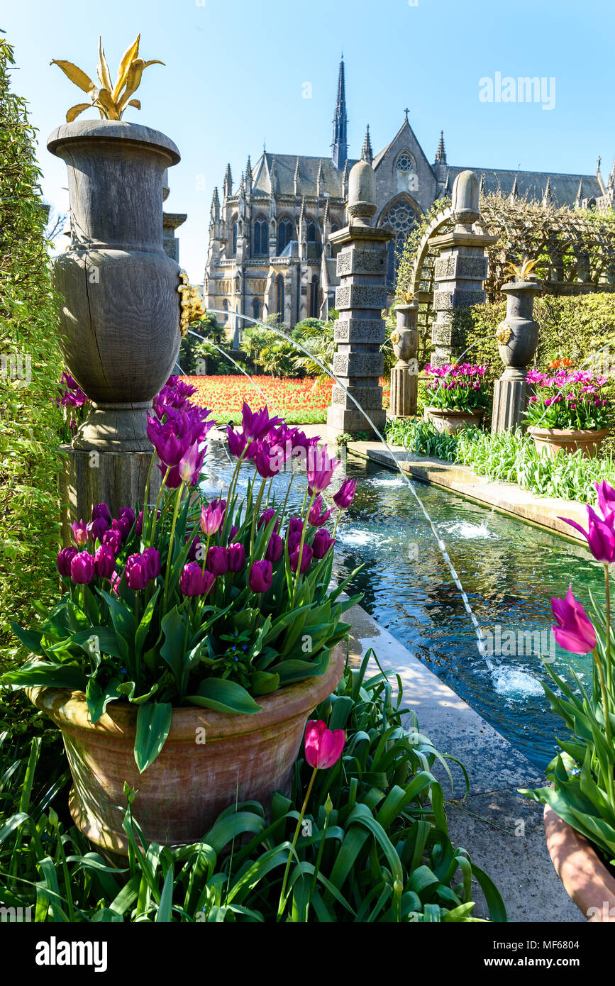 Tulip Festival: Huge massed pots of magenta tulips by the fountains in ...